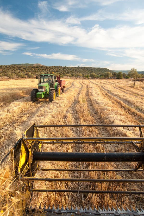 Wheat harvest season stock photo. Image of corn, combine - 171505432