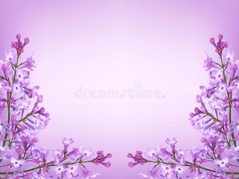 Lilac frame stock photo. Image of floral, design, arrangement - 41527976