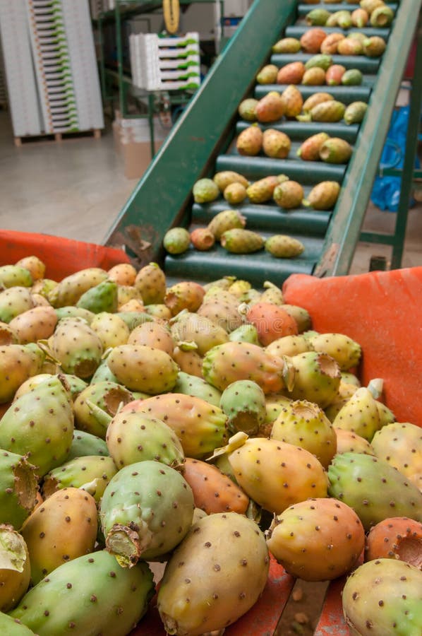The Working of Prickly Pears Stock Photo - Image of fruit, loading ...