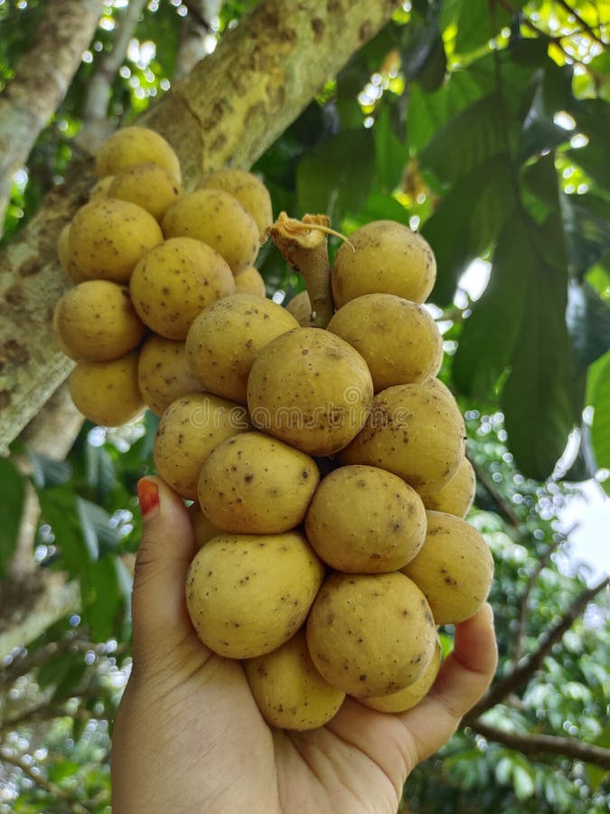 228 Dokong Fruit Stock Photos - Free & Royalty-Free Stock Photos from ...