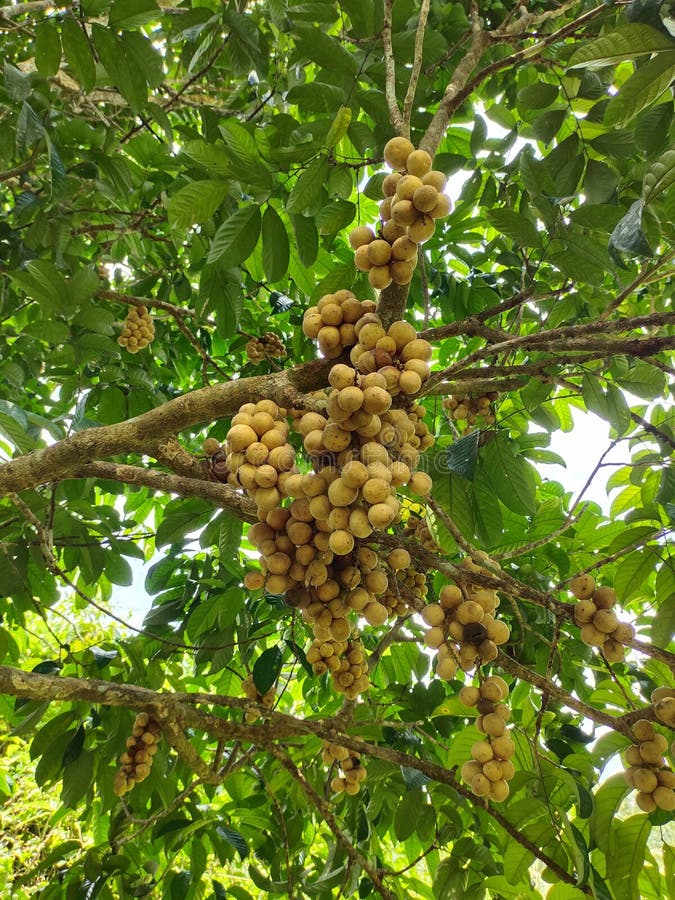 228 Dokong Fruit Stock Photos - Free & Royalty-Free Stock Photos from ...