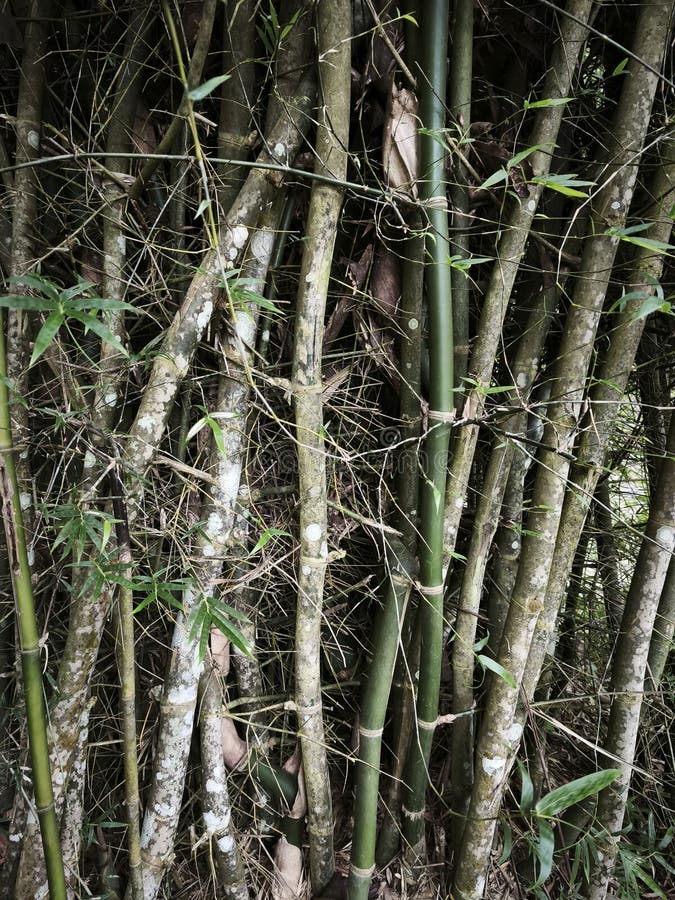 & X22;Elegant Bamboo Forest with Sunlight Rays& X22; Stock Image ...