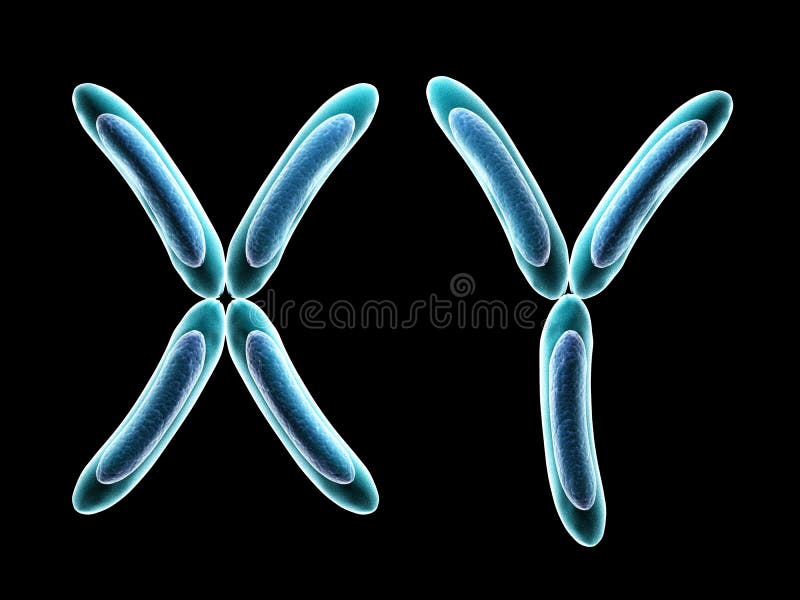 X en y-chromosoom in cel stock illustratie. Illustration of onderzoek ...
