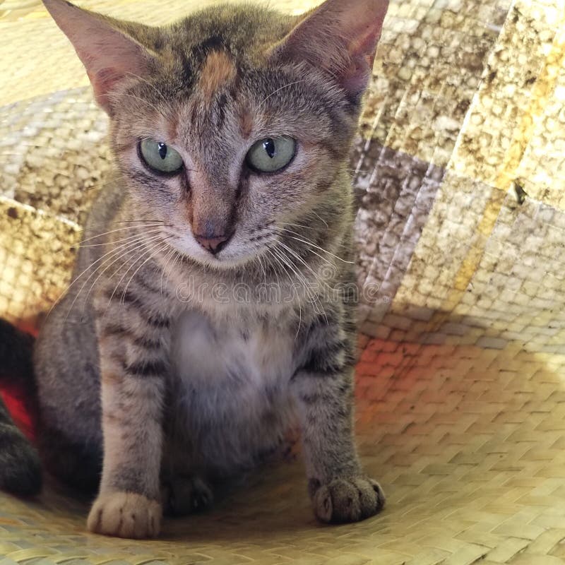 Tilafia Stock Photos - Free & Royalty-Free Stock Photos from Dreamstime