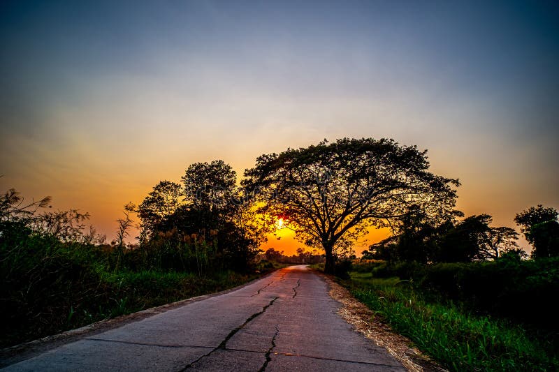 "Golden Path: a Quiet Countryside Road with a Landmark Tree at Sunset ...