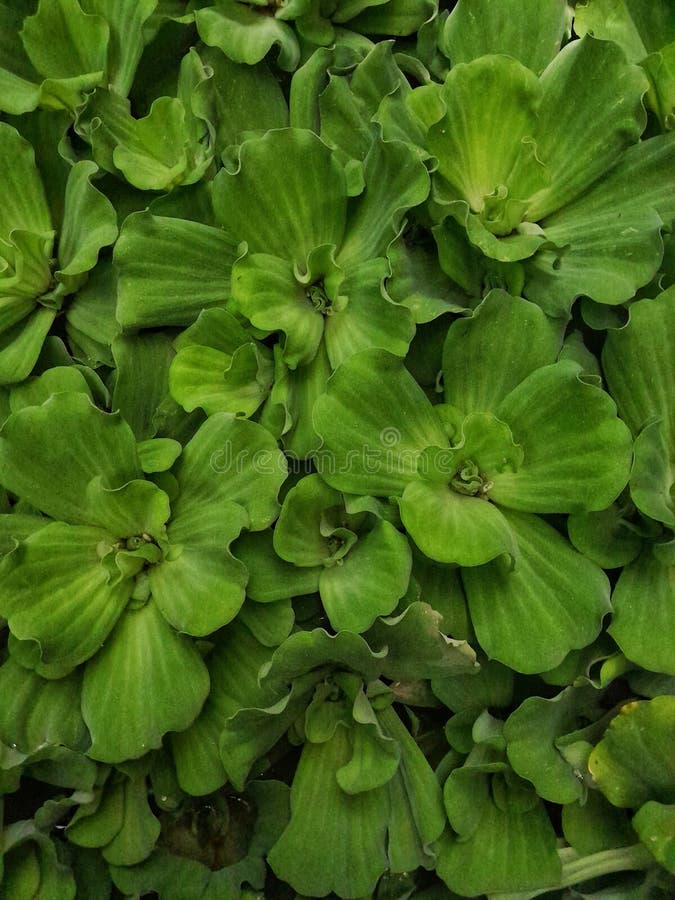 & X22;Green Aquatic Plants Form a Beautiful Pattern.& X22; Stock Photo ...
