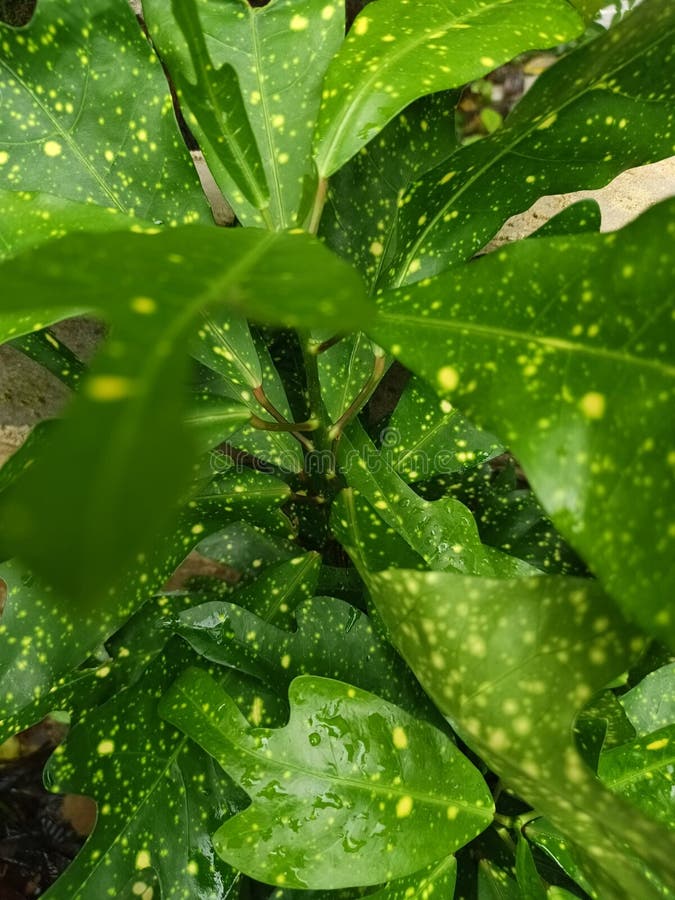 :& X22;Green Croton Leaf with Yellow Spots Stock Photo - Image of green, yellow: 399266530
