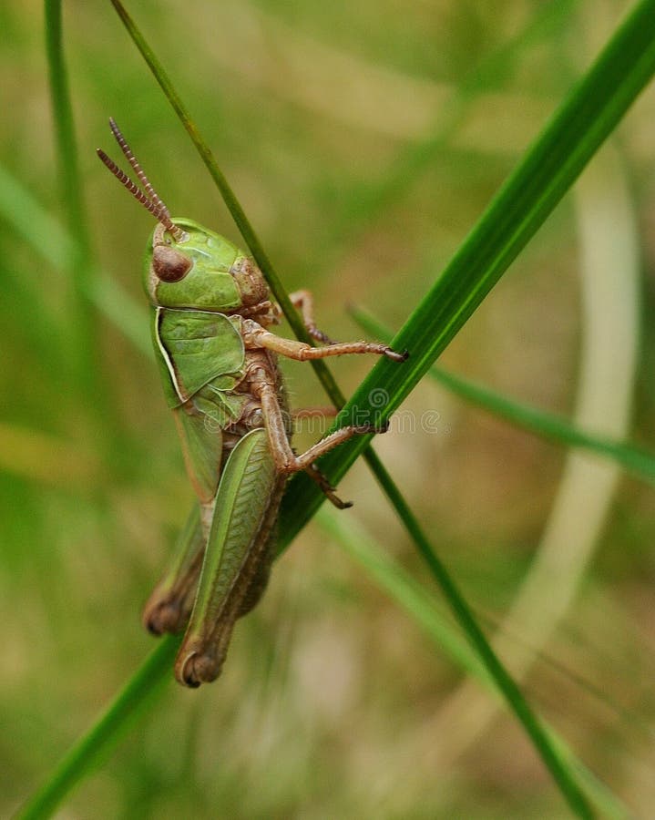 Green Grasshopper, Omocestus Viridulus Stock Photo - Image of animal ...