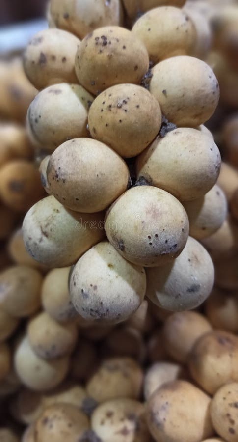 & X22;Kokosan& X22; Tropical Fruit Stock Photo - Image of forest, fruit ...