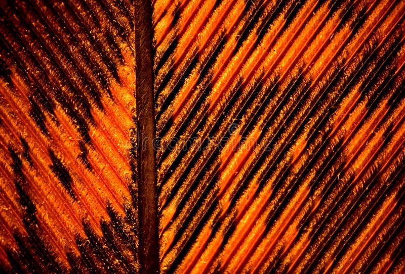 4X, Life Size Turkey Feather. Stock Photo - Image of orange, reflection ...