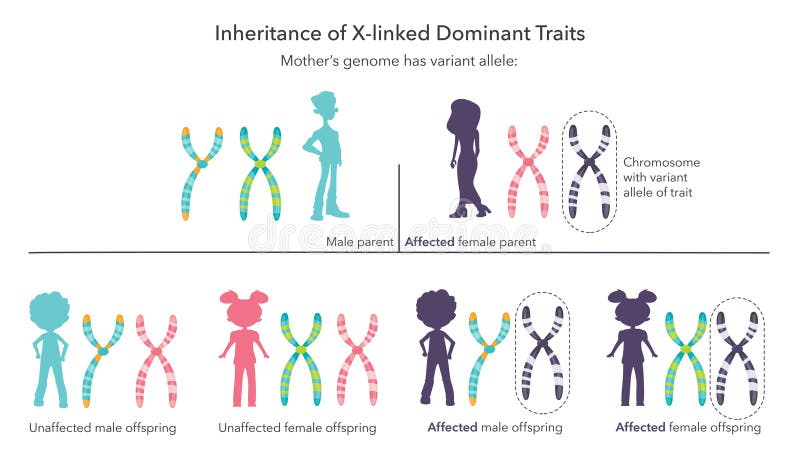 Inheritance of X Linked Genetic Traits Scientific Infographic Vector ...
