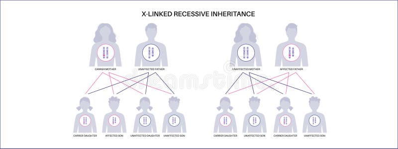 X Linked Recessive Inheritance Stock Vector - Illustration of person ...