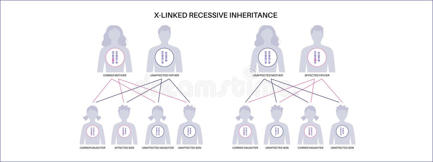 X Linked Inheritance Stock Illustrations – 42 X Linked Inheritance ...