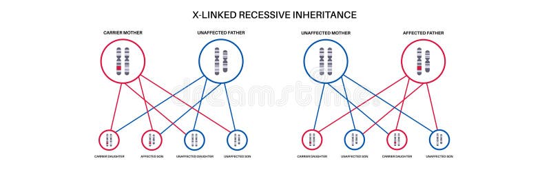X Linked Recessive Inheritance Stock Vector - Illustration of recessive ...