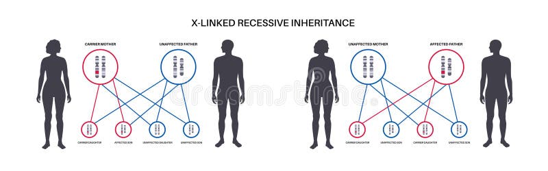 X Linked Recessive Inheritance Stock Vector - Illustration of linked ...
