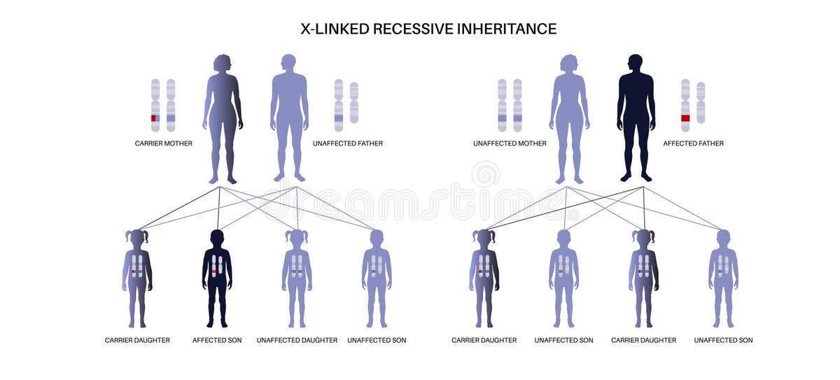 X Linked Inheritance Stock Illustrations – 51 X Linked Inheritance ...