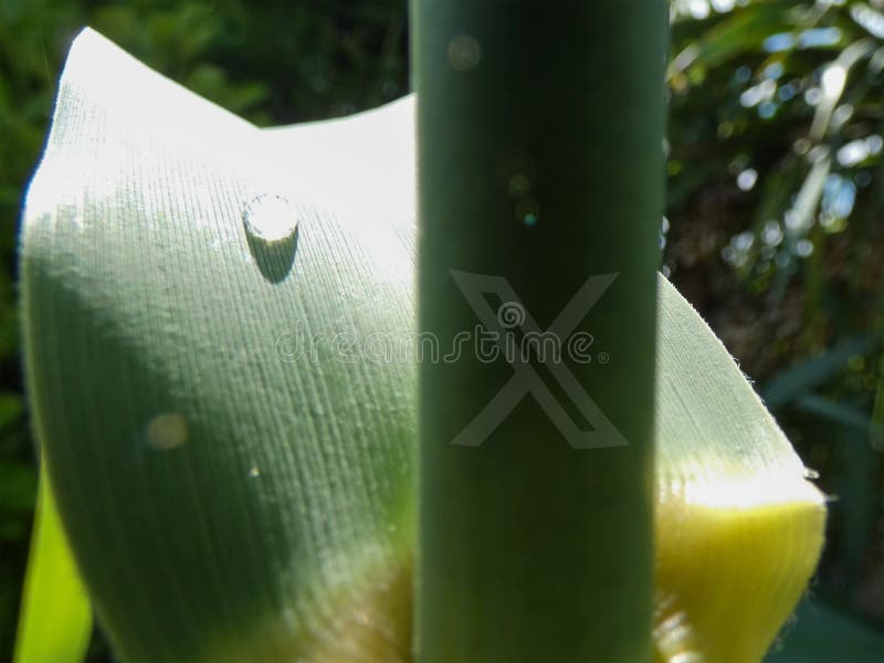 Natural social network stock image. Image of social - 338392081