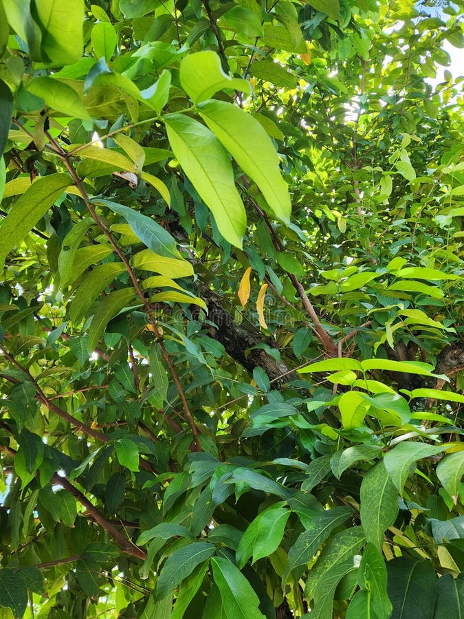 & X22;Lush Green Canopy Under the Sunlight& X22; Stock Image - Image of ...
