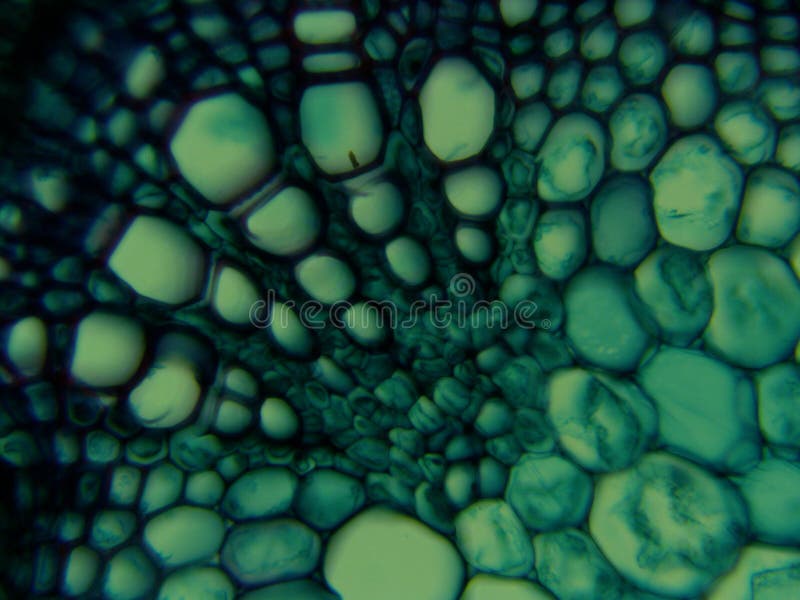 Soya Stem Cross Section 400x Large Cells Stock Image - Image of ...