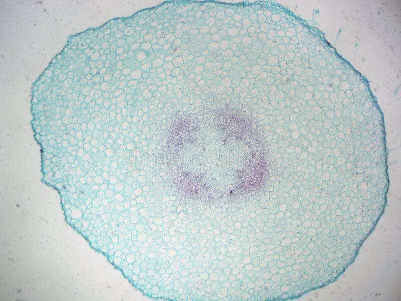 Young Root 2 of Broad Bean 40x Stock Image - Image of blue, 100x: 142557343