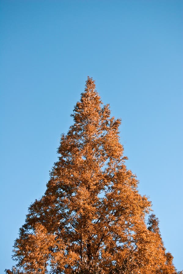 X-mast tree stock image. Image of natural, outdoors, trees - 11497553