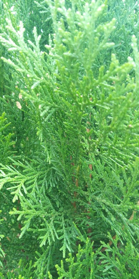 X-max tree stock image. Image of tree, nature, green - 156228063