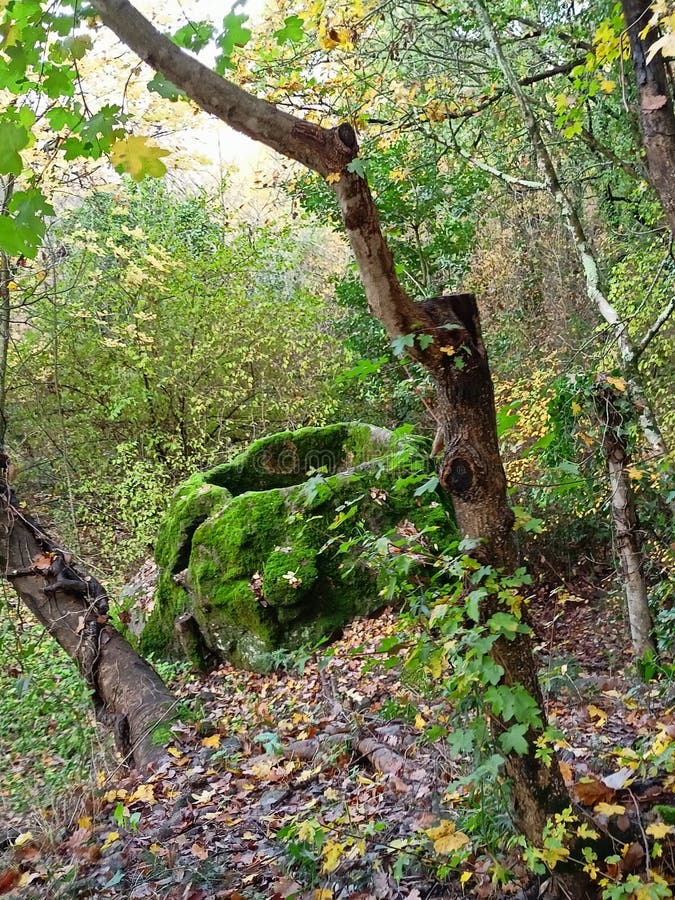 Ancient Stone Pool Overgrown with Moss among a Forest in Autumn Stock ...