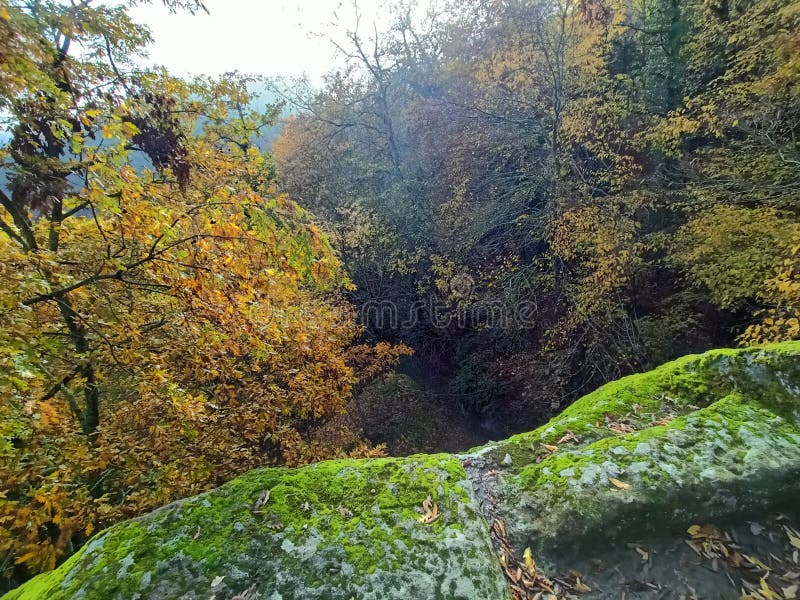 Top View of Autumn Trees in a Forest on a Mountain Stock Image - Image ...