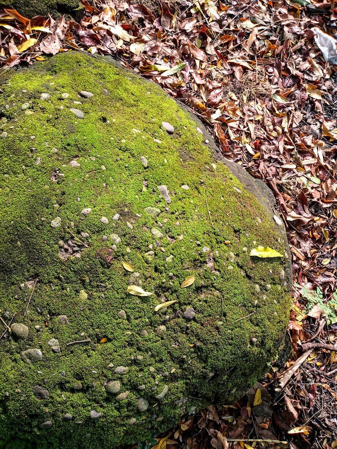 & X22;Moss and Algae Patterns on a Wall& X22; Stock Photo - Image of ...