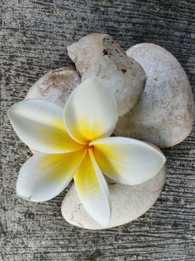 & X22;Natural Beauty in Simplicity: Cambodia on the Rock& X22; Stock Image - Image of blossom ...