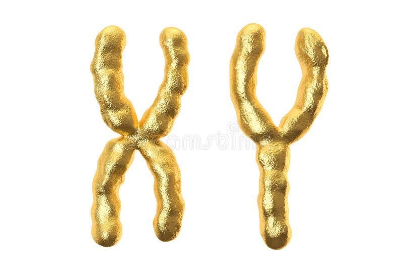X- Och Y-kromosomer, Tolkning 3D Stock Illustrationer - Illustration av ...