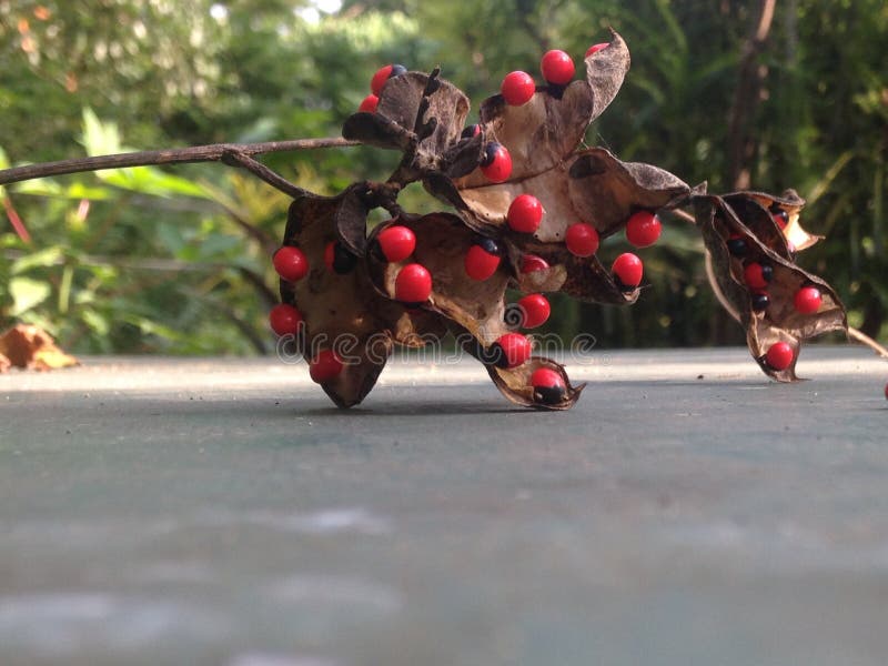 & x22;Olida & x22; stock photo. Image of olida - 105168542