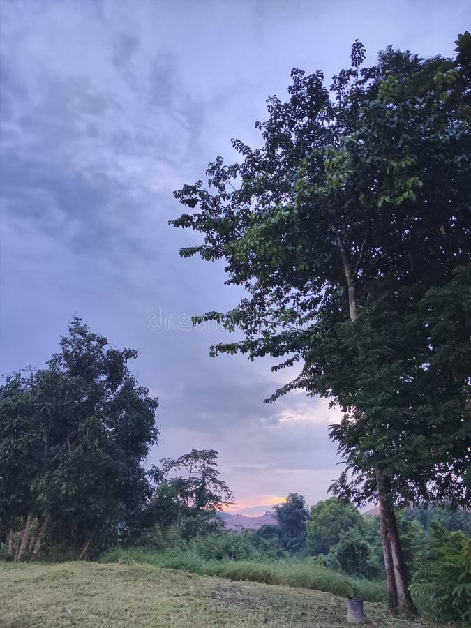 He Planted the Tree. Planted Hope Stock Image - Image of tree, planted ...