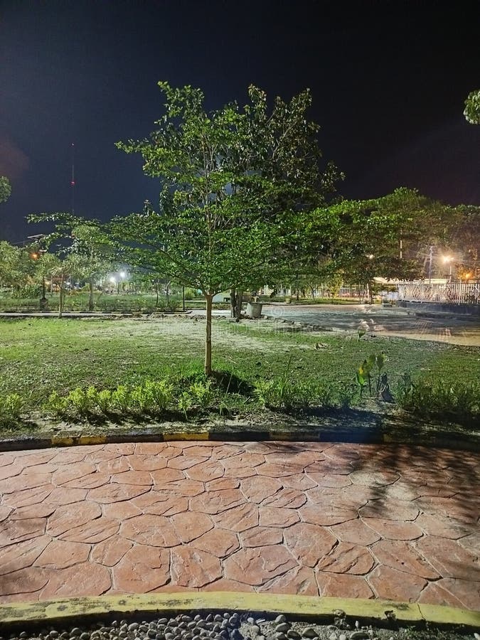 & X22;Quiet Night Street with Green Trees and Dim Lights& X22; Stock ...