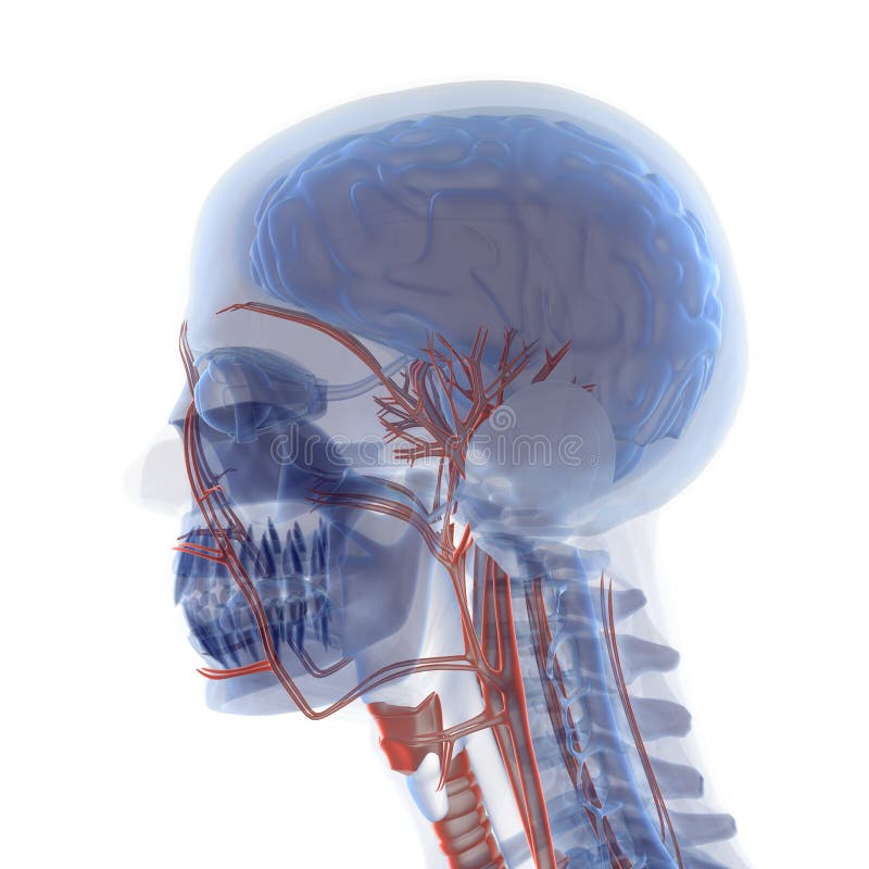 X-Ray Anatomy Brain stock illustration. Illustration of health - 29068891