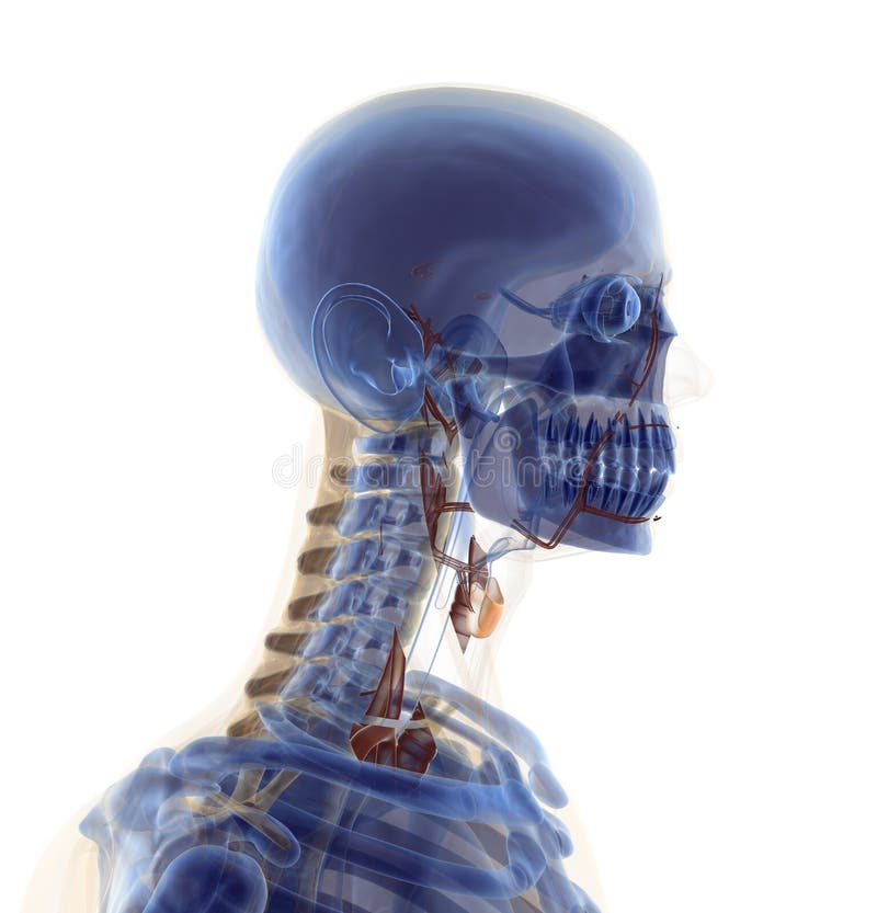 X-Ray Anatomy Head stock illustration. Illustration of virtual - 29068894