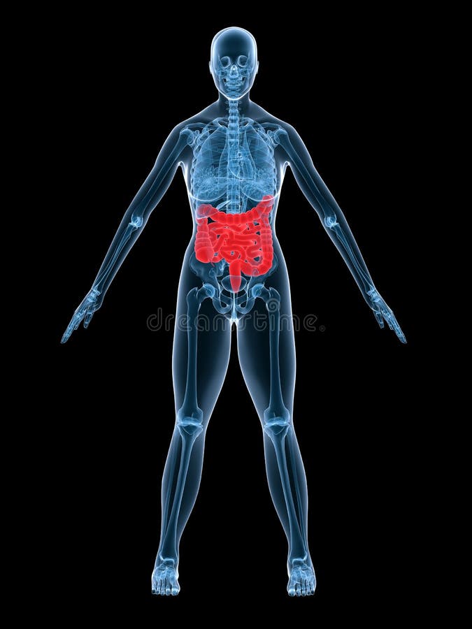 X-ray female anatomy stock illustration. Illustration of intestine ...