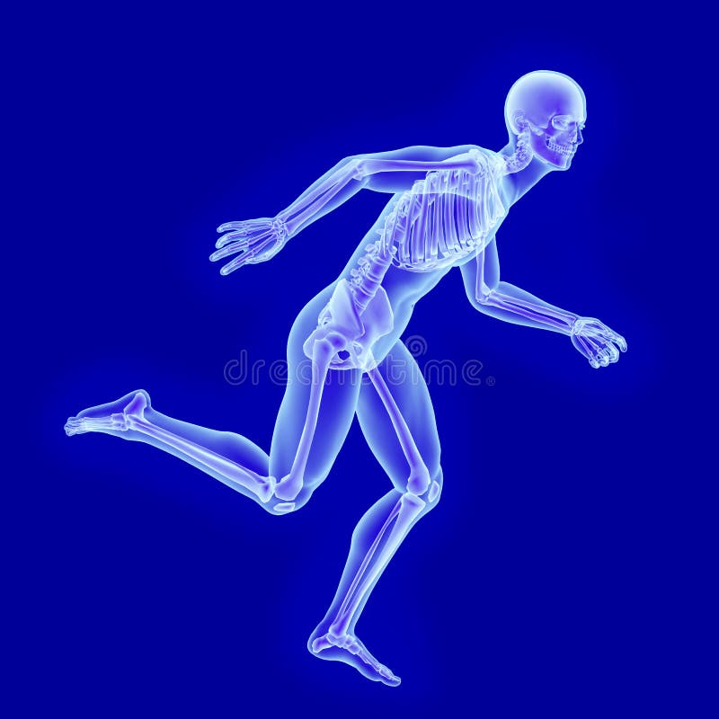 Muscle Anatomy Running Man Stock Illustrations – 343 Muscle Anatomy ...