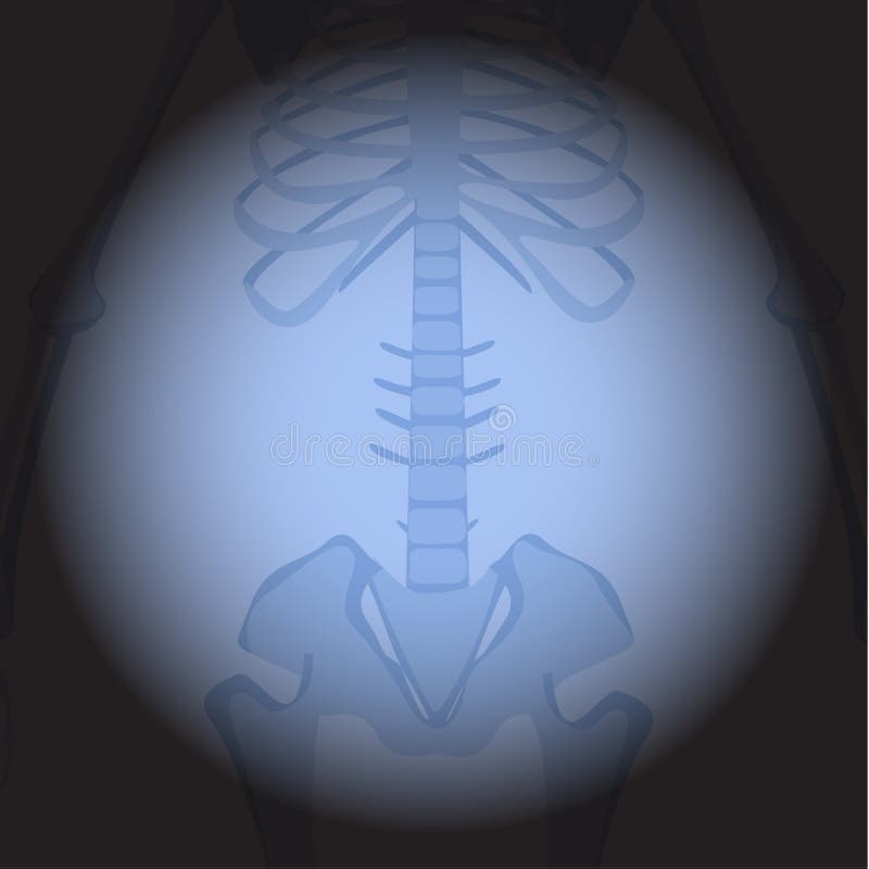 Human Spine Diagram Blue Stock Illustrations – 117 Human Spine Diagram ...