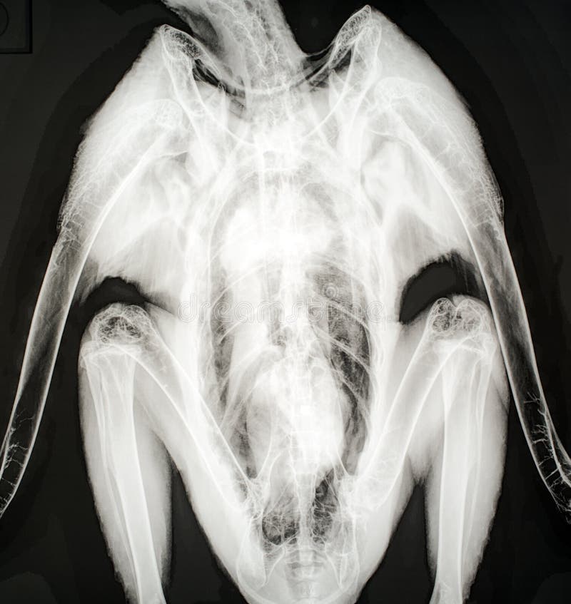 X-ray of a bird. stock photo. Image of rehab, skeleton - 74866248