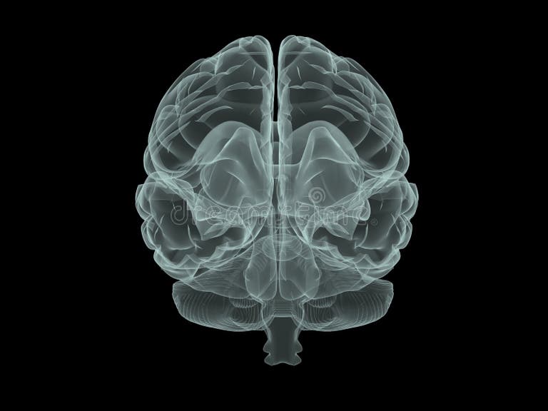 Ray Brain Anatomy Stock Illustrations – 4,750 Ray Brain Anatomy Stock ...