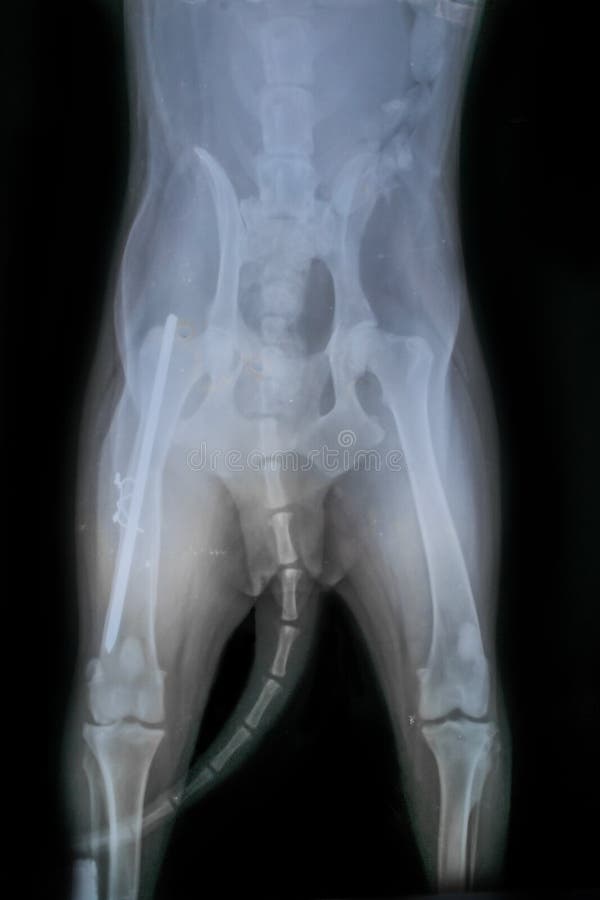 X Ray of Broken Dog Bone with Surgical Pin Stock Photo - Image of ...