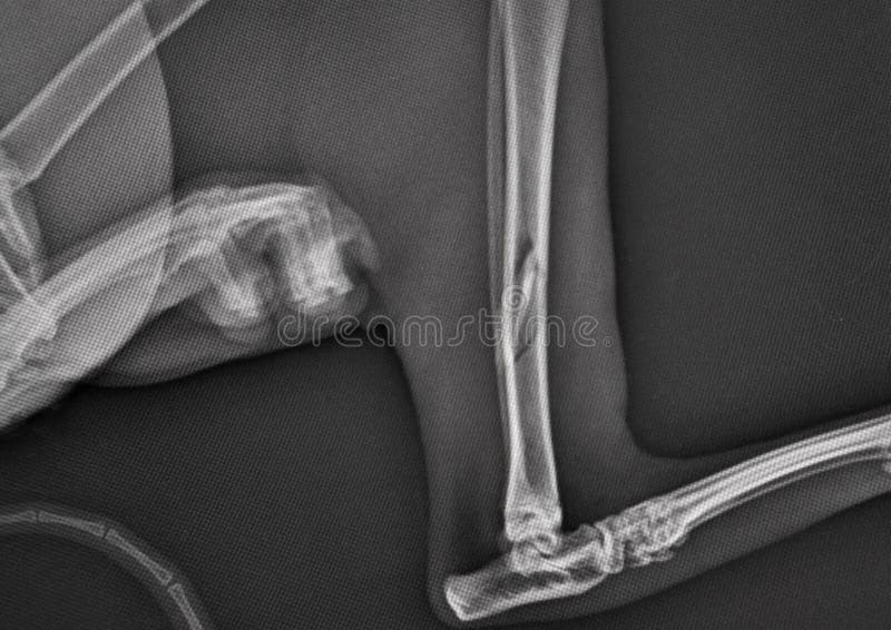 X-ray of a Cat S Broken Leg after Falling from the Seventh Floor Stock ...