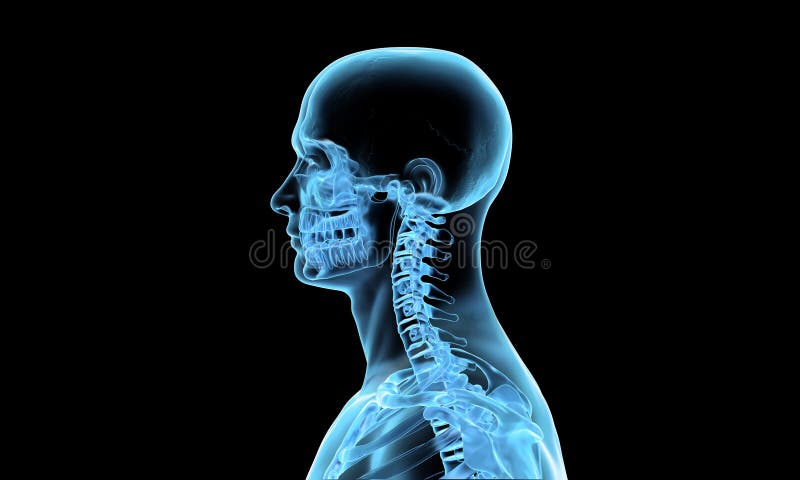 X Ray of Cervical Section of the Spine Stock Illustration ...