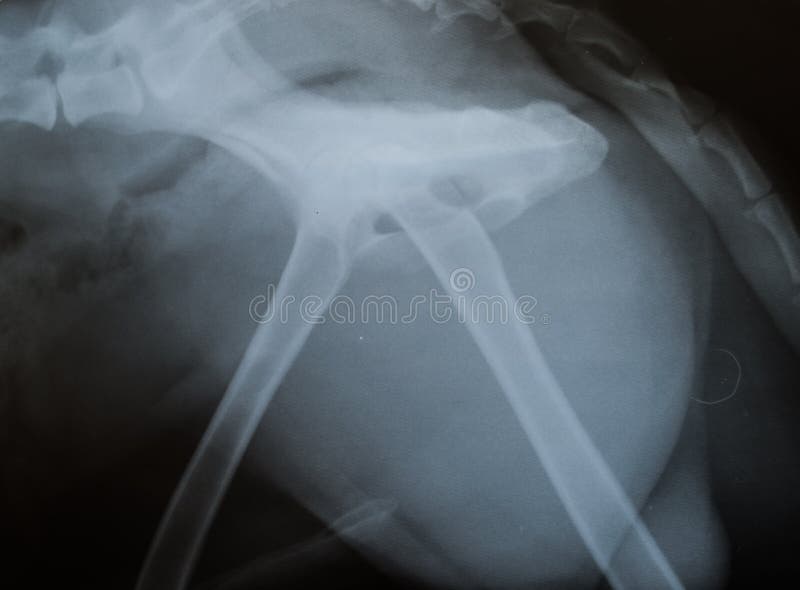 X ray of dog pelvic stock image. Image of care, spine - 52226537
