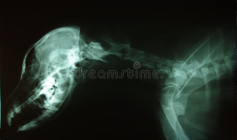 X Ray Dog Skull Stock Photos - Free & Royalty-Free Stock Photos from ...