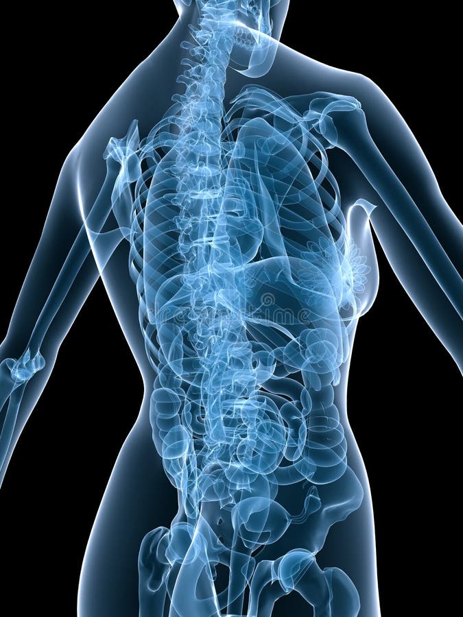X-ray female back stock illustration. Illustration of ilium - 3946759