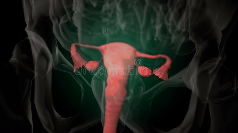 The Female Reproductive System is the Body Parts that Help Women or ...