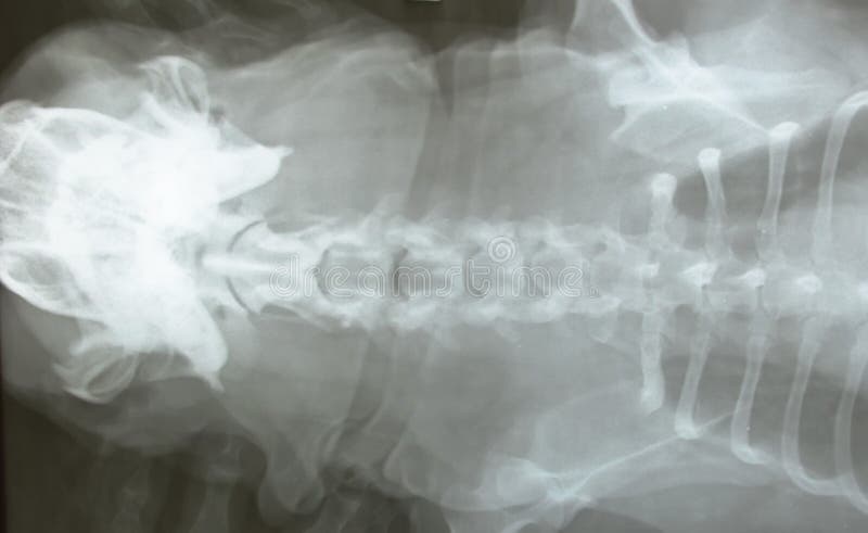 X-ray Film of Dog Head and Body Stock Image - Image of animal, teeth ...