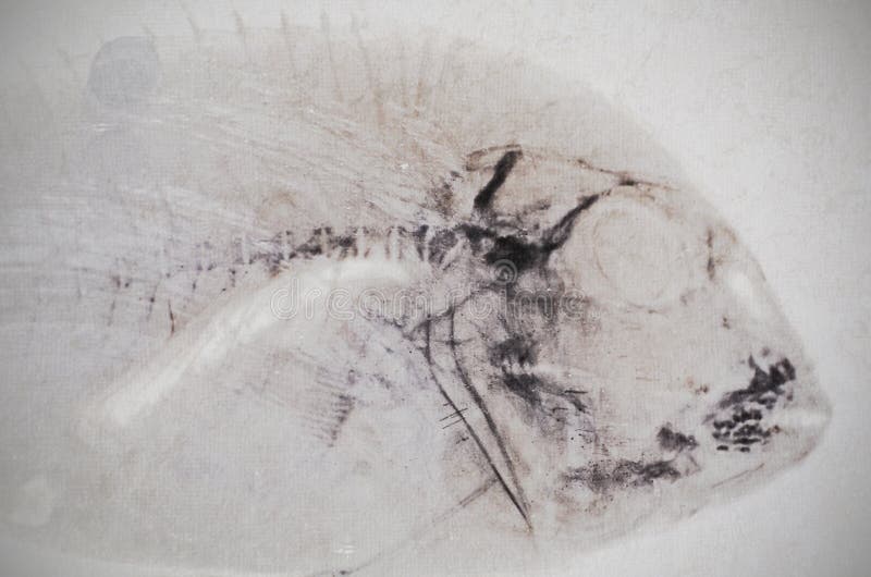 X-ray fish stock photo. Image of animals, science, negative - 45197456
